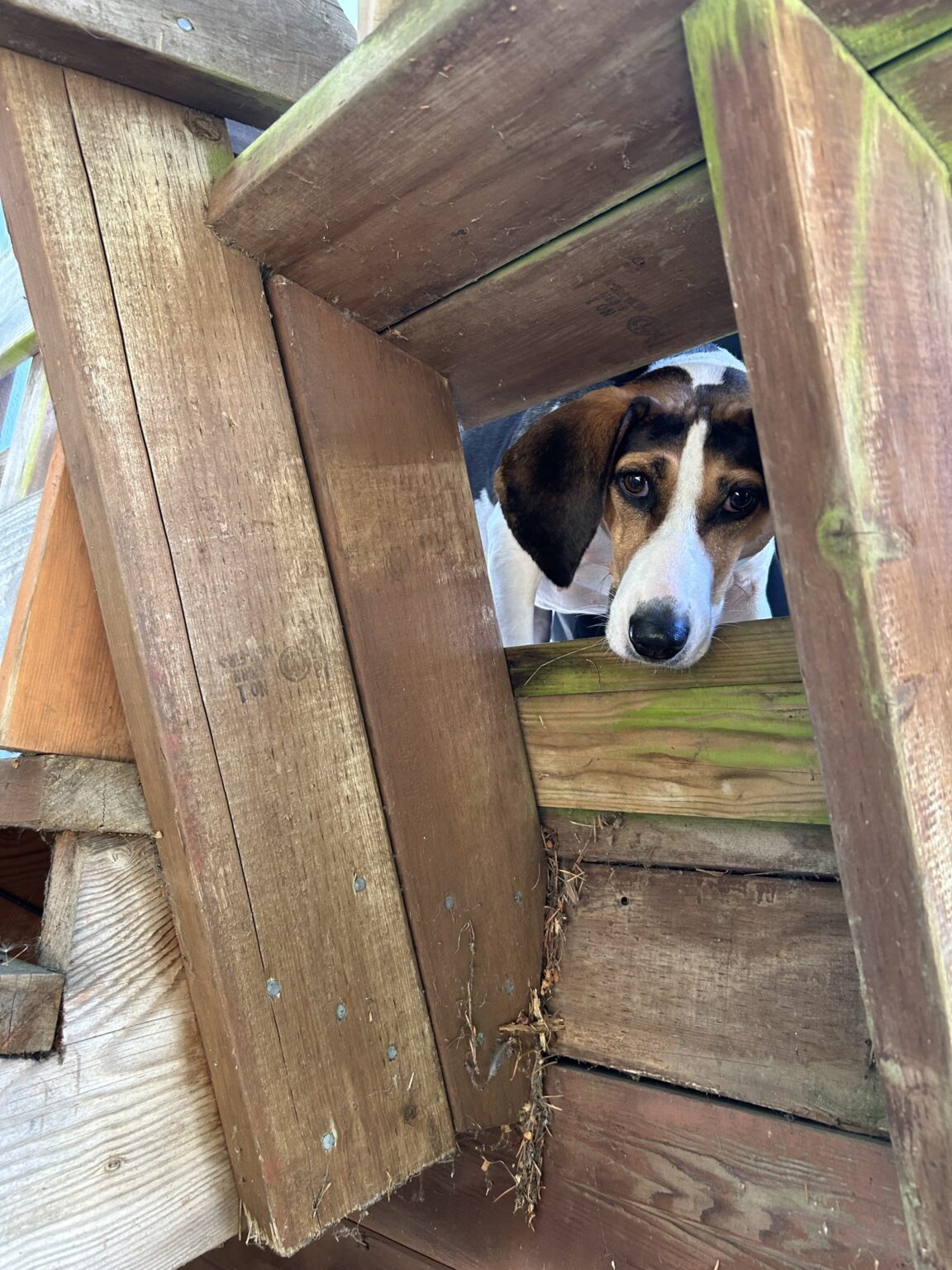 Customer Pets | Bellingham, WA | Environmental Pest Control